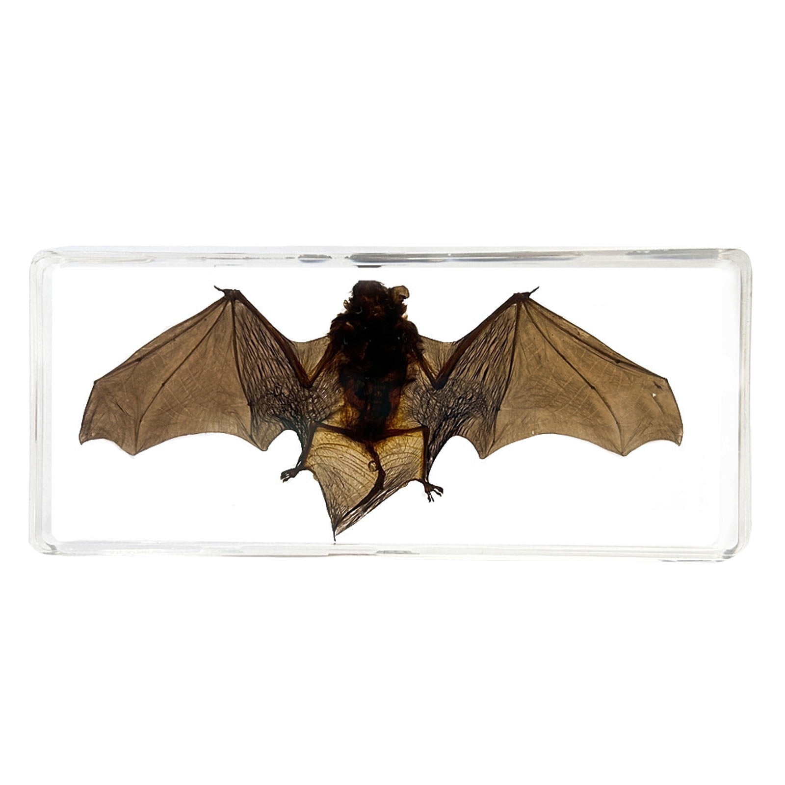 YUXUN YX Real Taxidermy Bat, Bat Specimen, Animal Specimen in Resin for ...