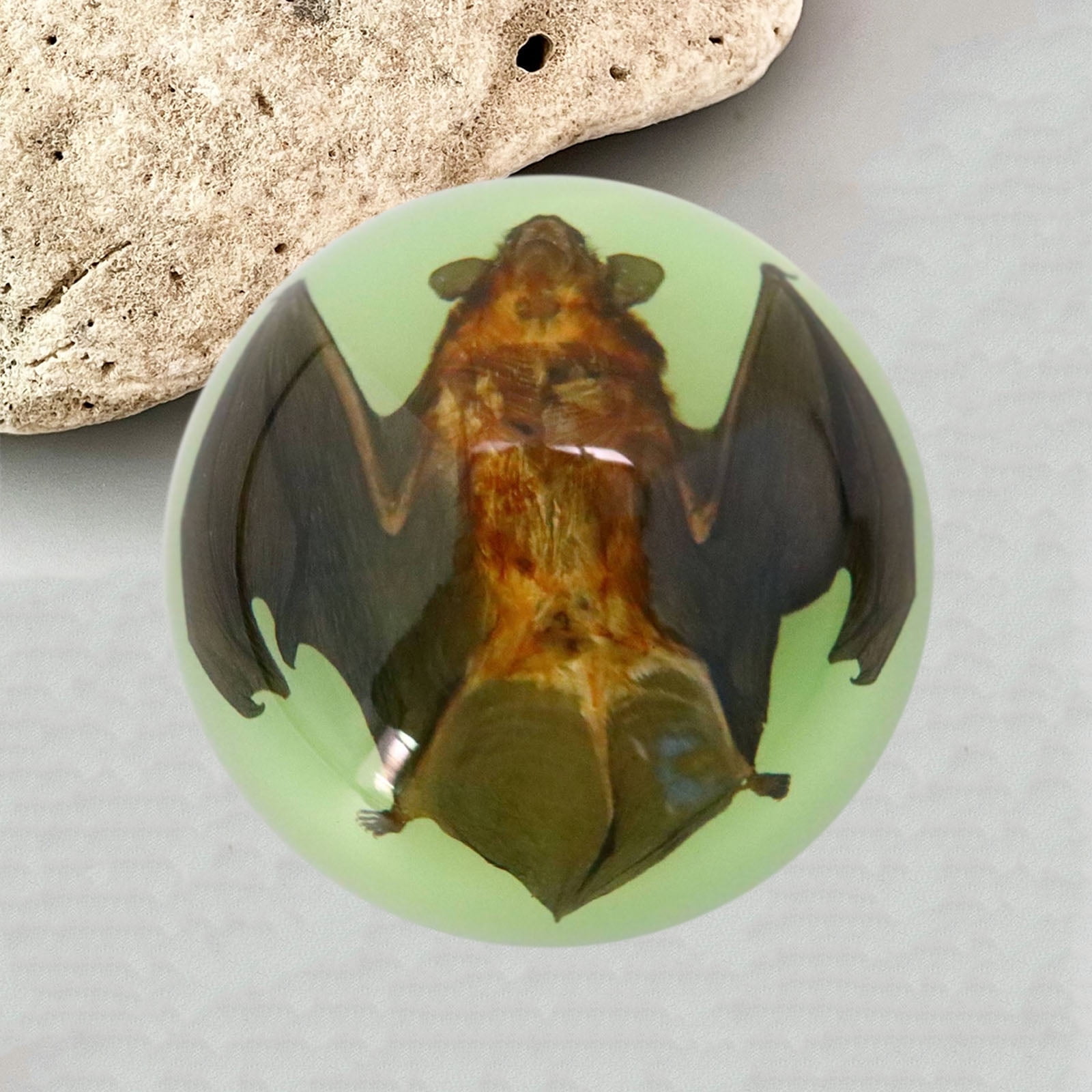 YUXUN YX Real Taxidermy Bat, Bat Specimen, Animal Specimen in Resin for ...