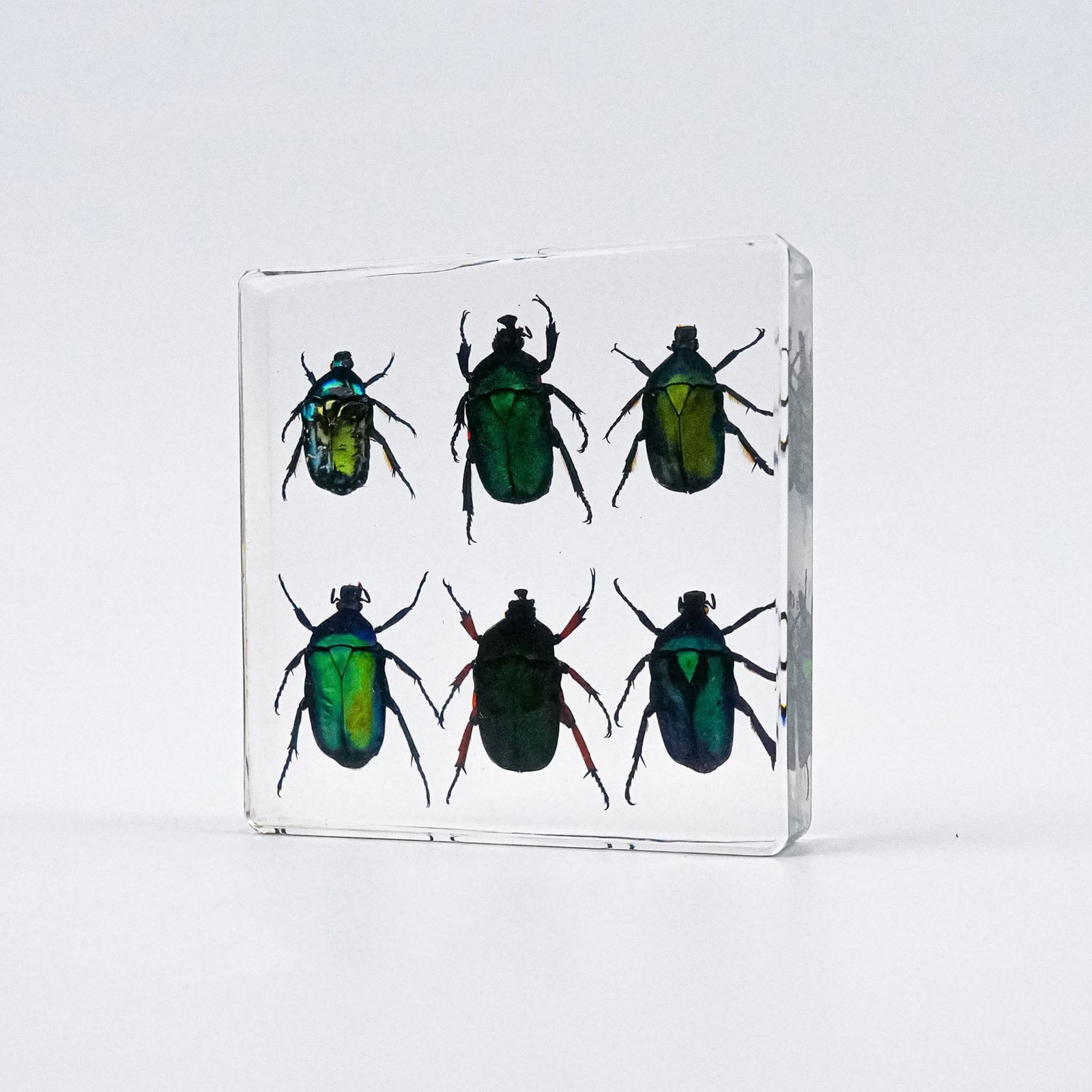 YUXUN YX Resin Insect Specimen, Resin Animal Taxidermy Paperweights Kit for Science Education ...