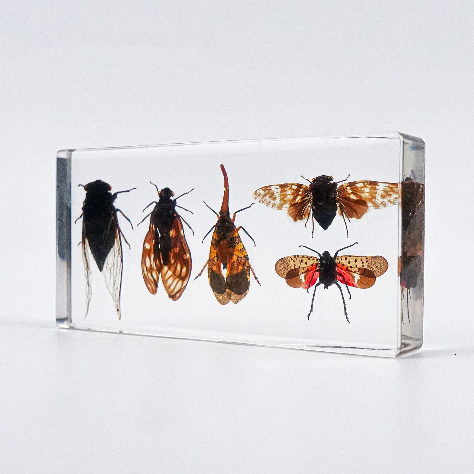 YUXUN YX Resin Insect Specimen, Resin Animal Taxidermy Paperweights Kit for Science Education ...