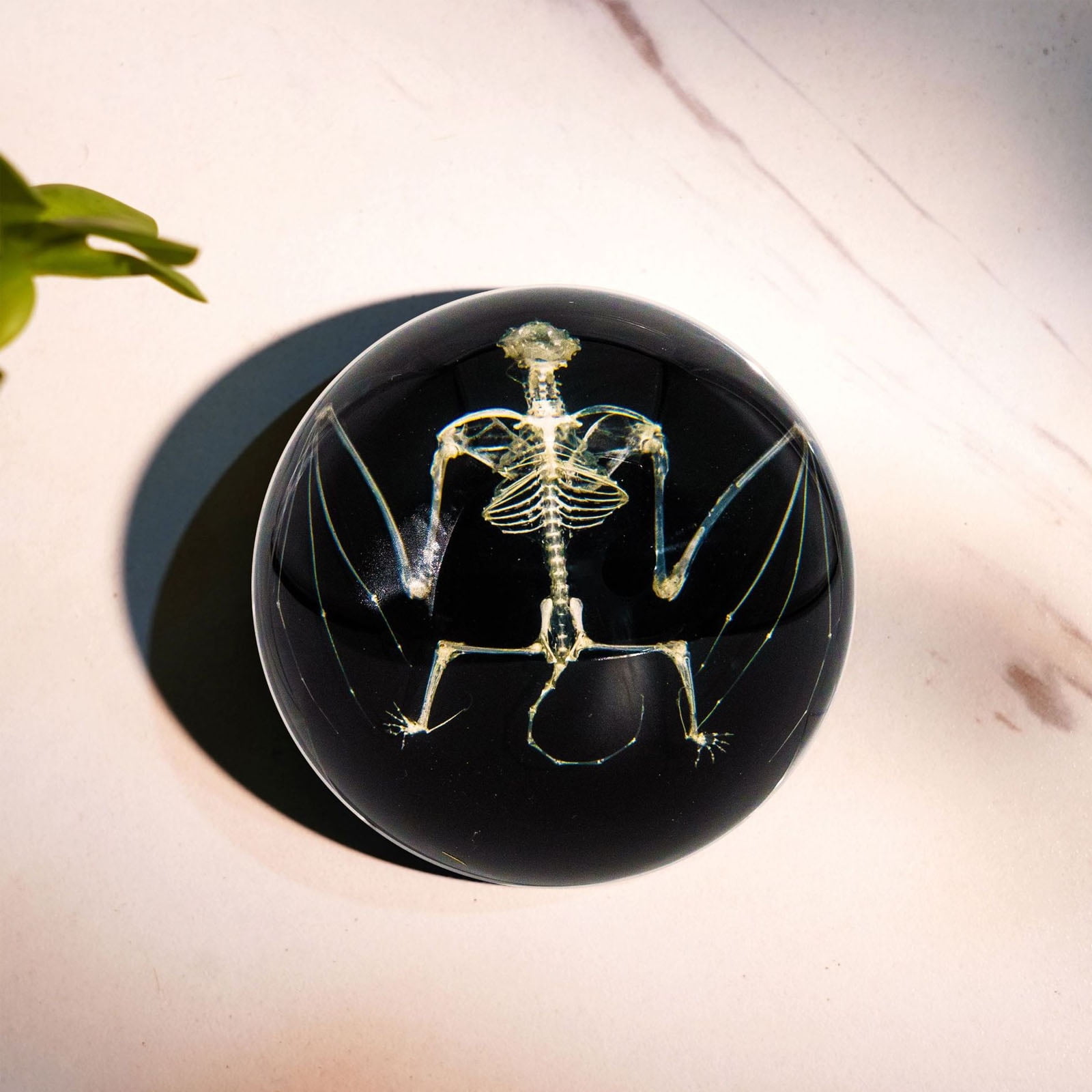 YUXUN YX Specimens of Snake Bone, Bat Skeletal Specimen for Science ...