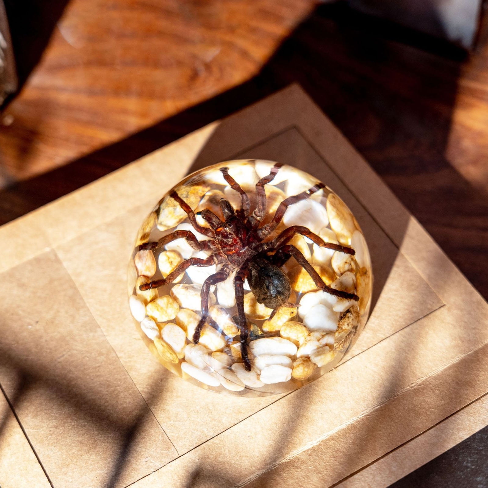 YUXUN YX Spider Specimens, Resin Animal Taxidermy Paperweights Kit ...