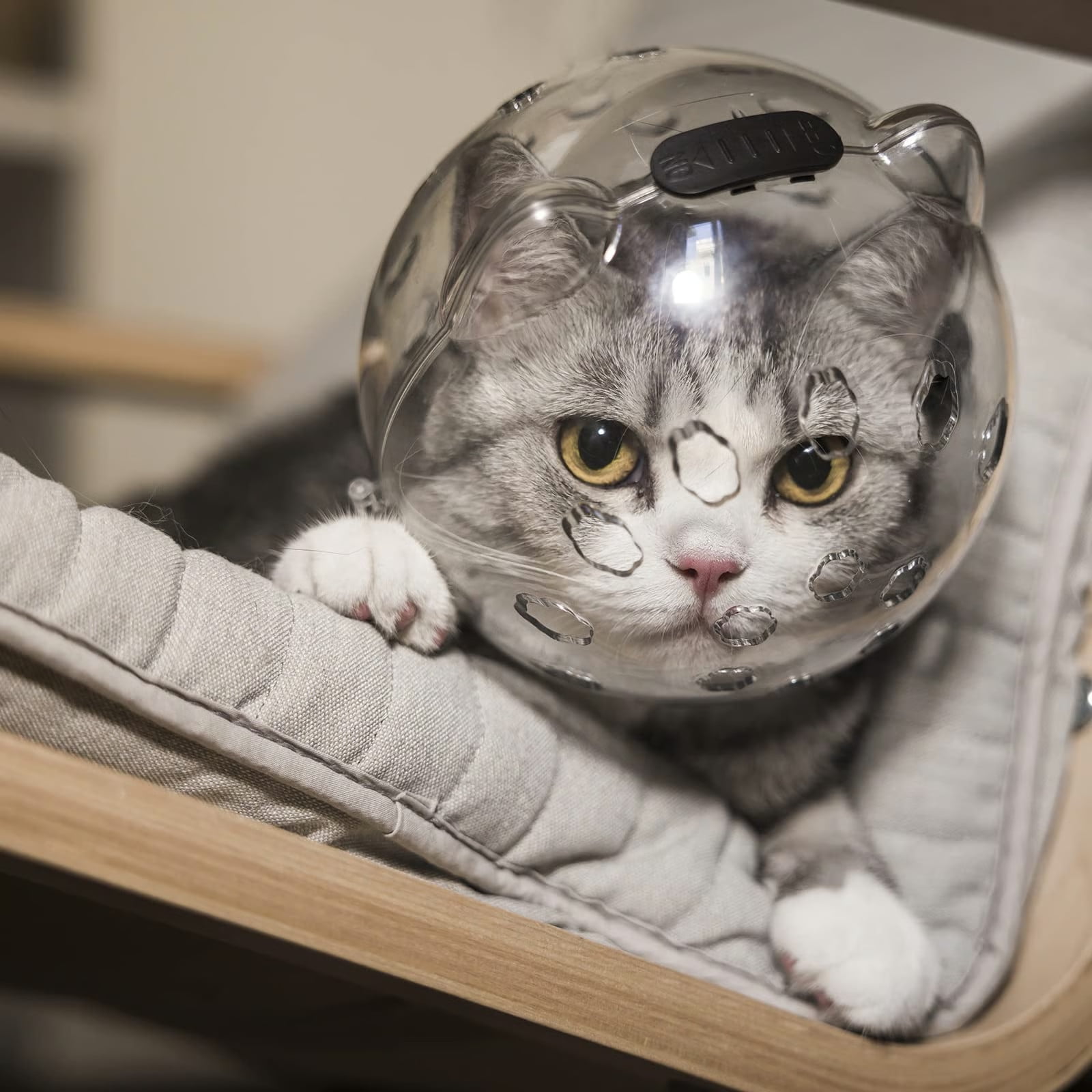 YZWEI Cat Bubble Muzzle - Cat Mask for Grooming - Cat Space Helmet ...