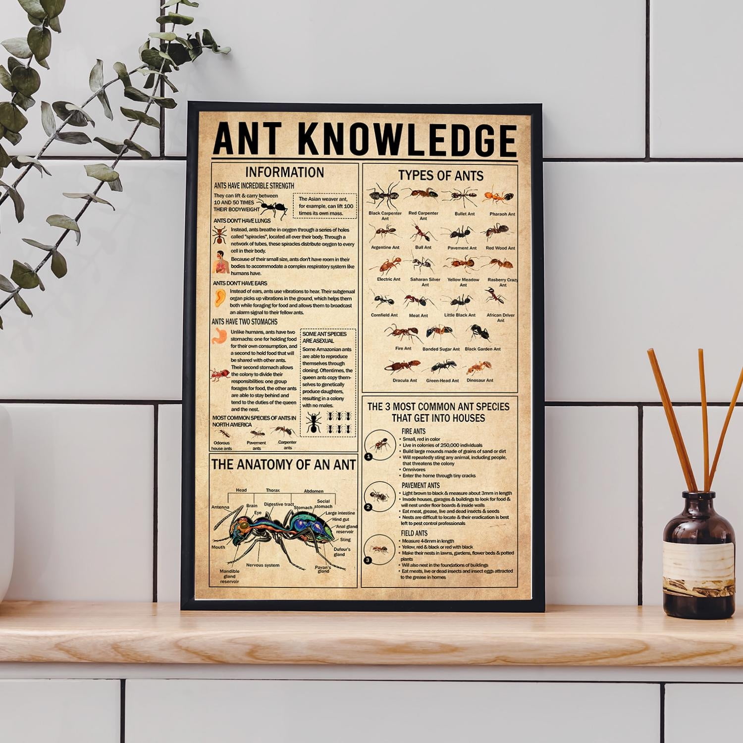 YaHaku Ant Knowledge Poster, Types Of Ants Poster, Ant Lover Gift, Gift ...
