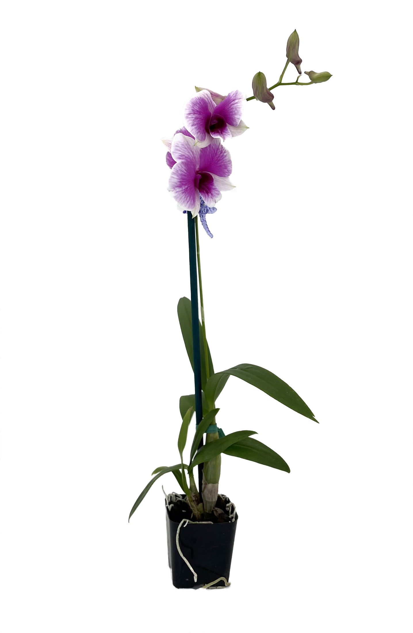 YaYa Victoria Dendrobium Orchid - 2" Pot - Collector Orchids - Walmart.com