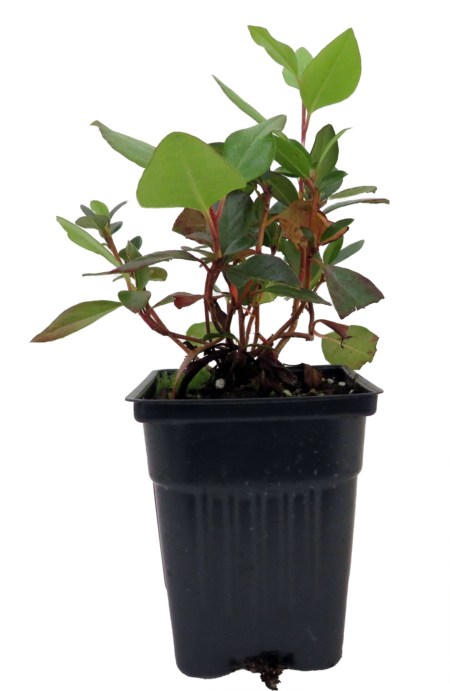 Yaku Prince Rhododendron - Very Hardy - Spectacular - 4" Pot - Walmart.com