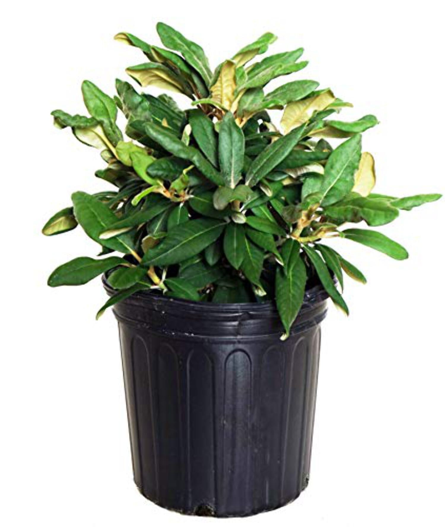 Yaku Prince Rhododendron - Walmart.com