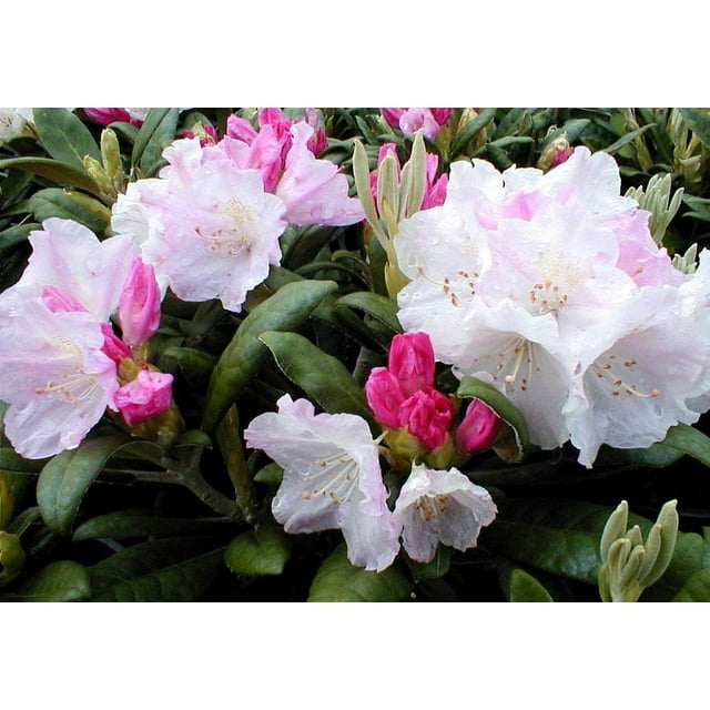 Yaku Princess Rhododendron - Very Hardy - Spectacular - 2.5" Pot ...
