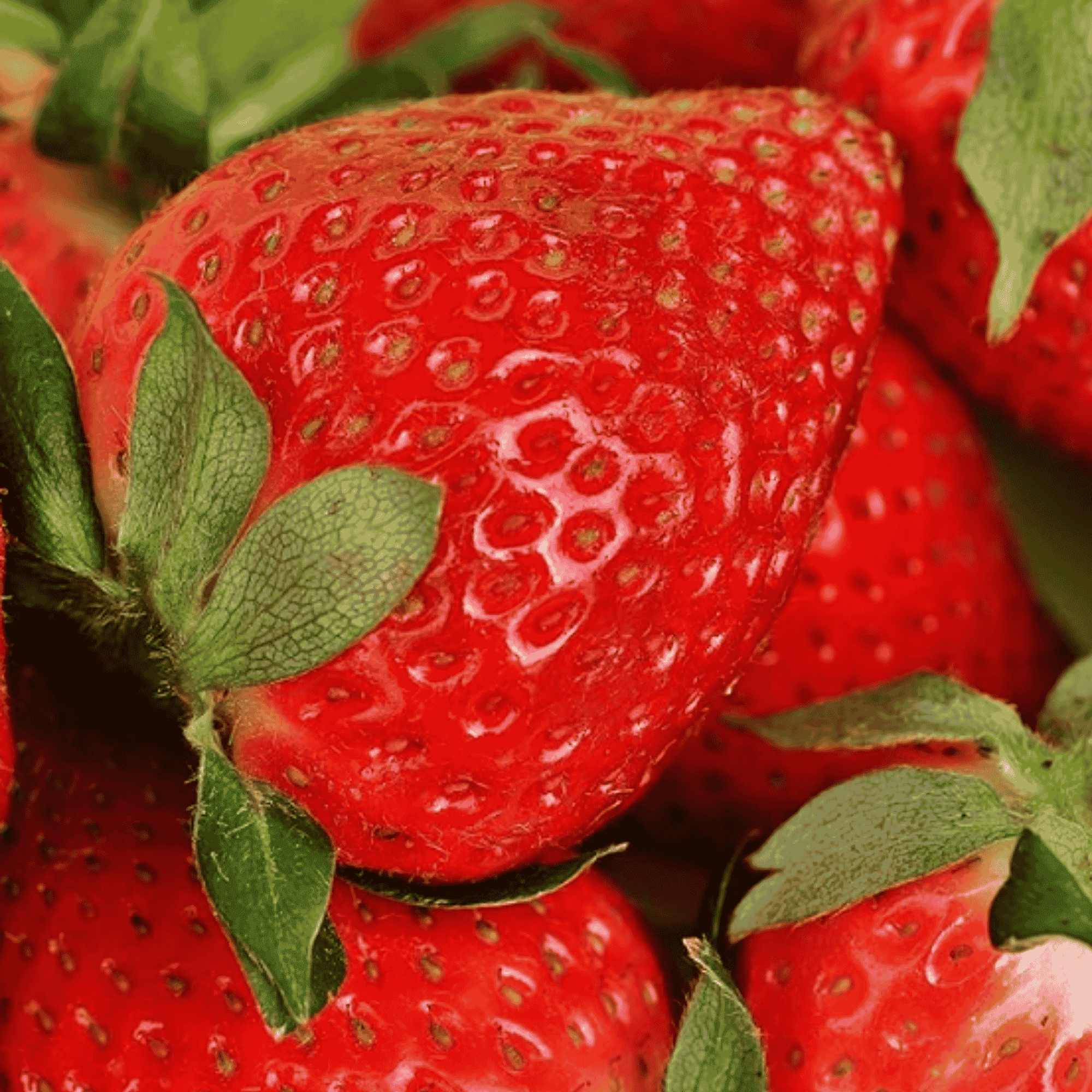 Yambu Strawberry Roots – Bare Root Plants | June-Bearing Variety ...