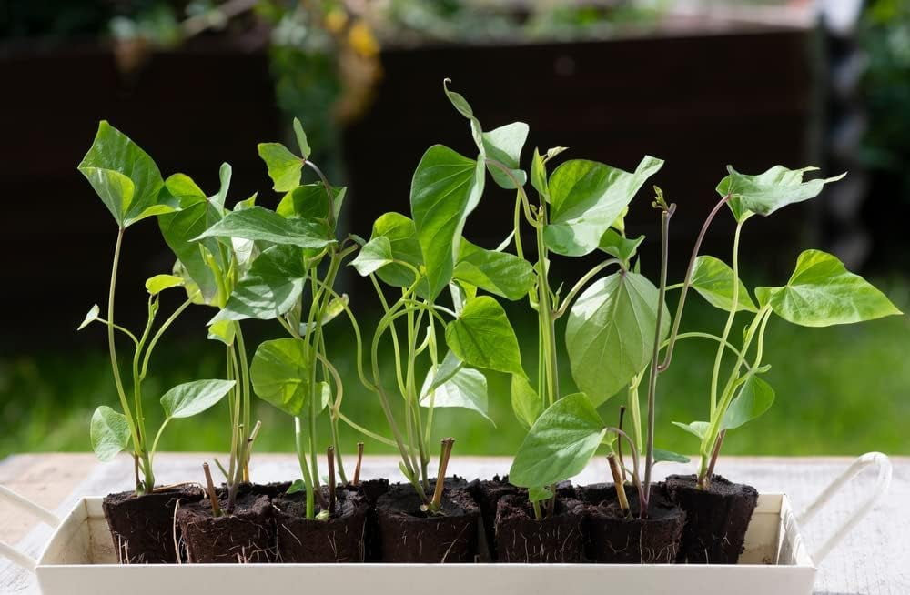 Yams Slips for Planting - Grow Your Own Orange/Red Sweet Potatos (5 ...
