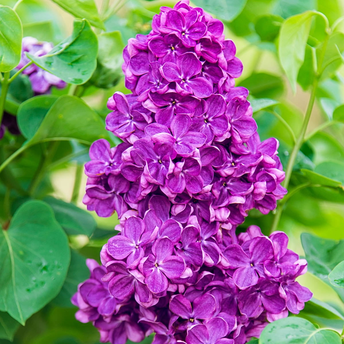 Yankee Doodle Lilac Flowering Bare Root Starter Shrub, Fragrant ...