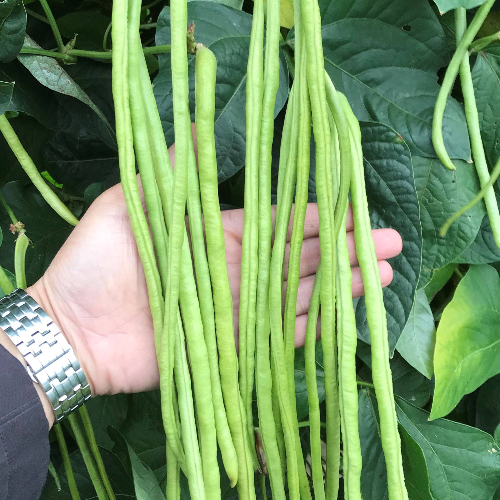Yard Long Bean - You Fong Wong - 1 Lb ~2880 Seeds - Non-GMO, Heirloom ...