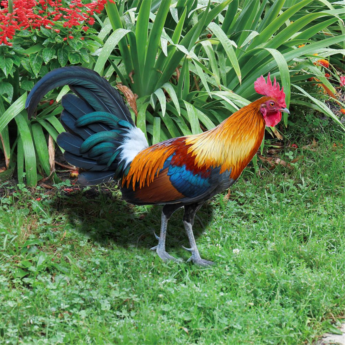 Yard Rooster Sign Acrylic Outdoor Garden Ground Insert Decoration Card ...