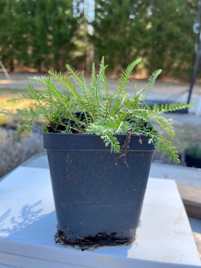Yarrow, Achillea Millefolium Live Plants, Organically Grown 3.5" Pot ...