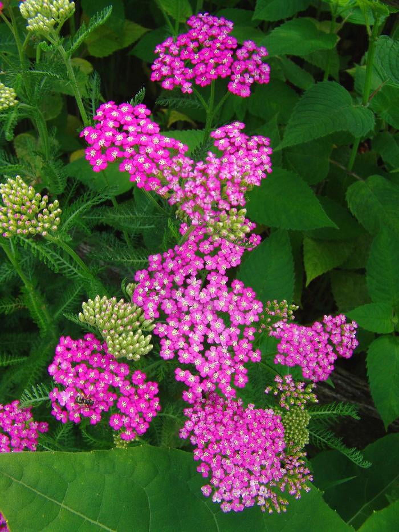 Garden Full Sun Yarrow 'Oertel's Rose' -Achillea - Live Starter Plant ...