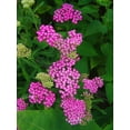 Garden Full Sun Yarrow 'Oertel's Rose' -Achillea - Live Starter Plant ...
