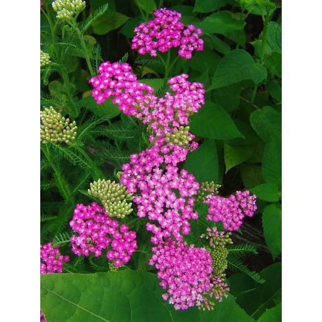 Garden Full Sun Yarrow 'Oertel's Rose' -Achillea - Live Starter Plant ...