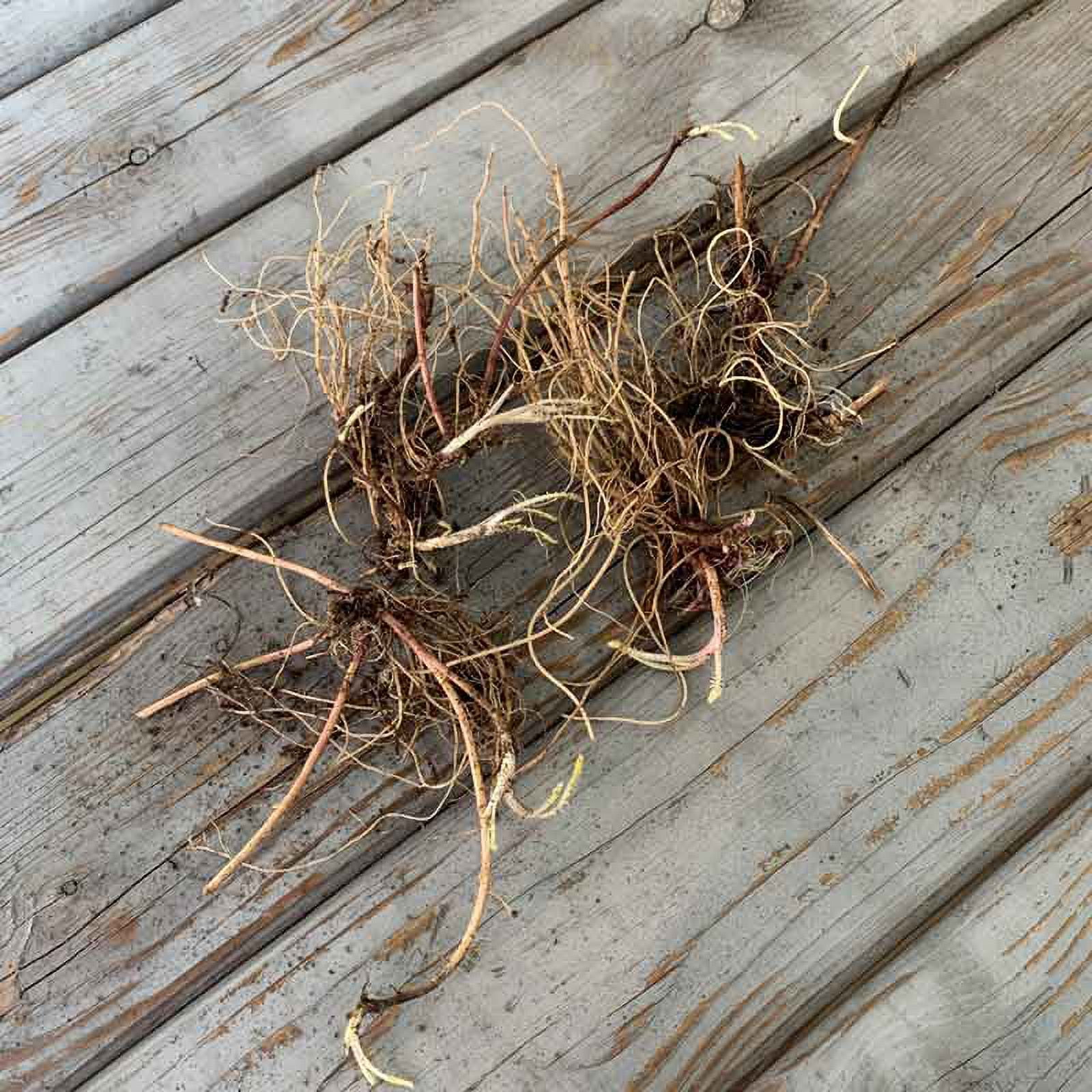 Yarrow Roots - Red Shades - 8 Roots - Red Flower Bulbs, Root Attracts ...