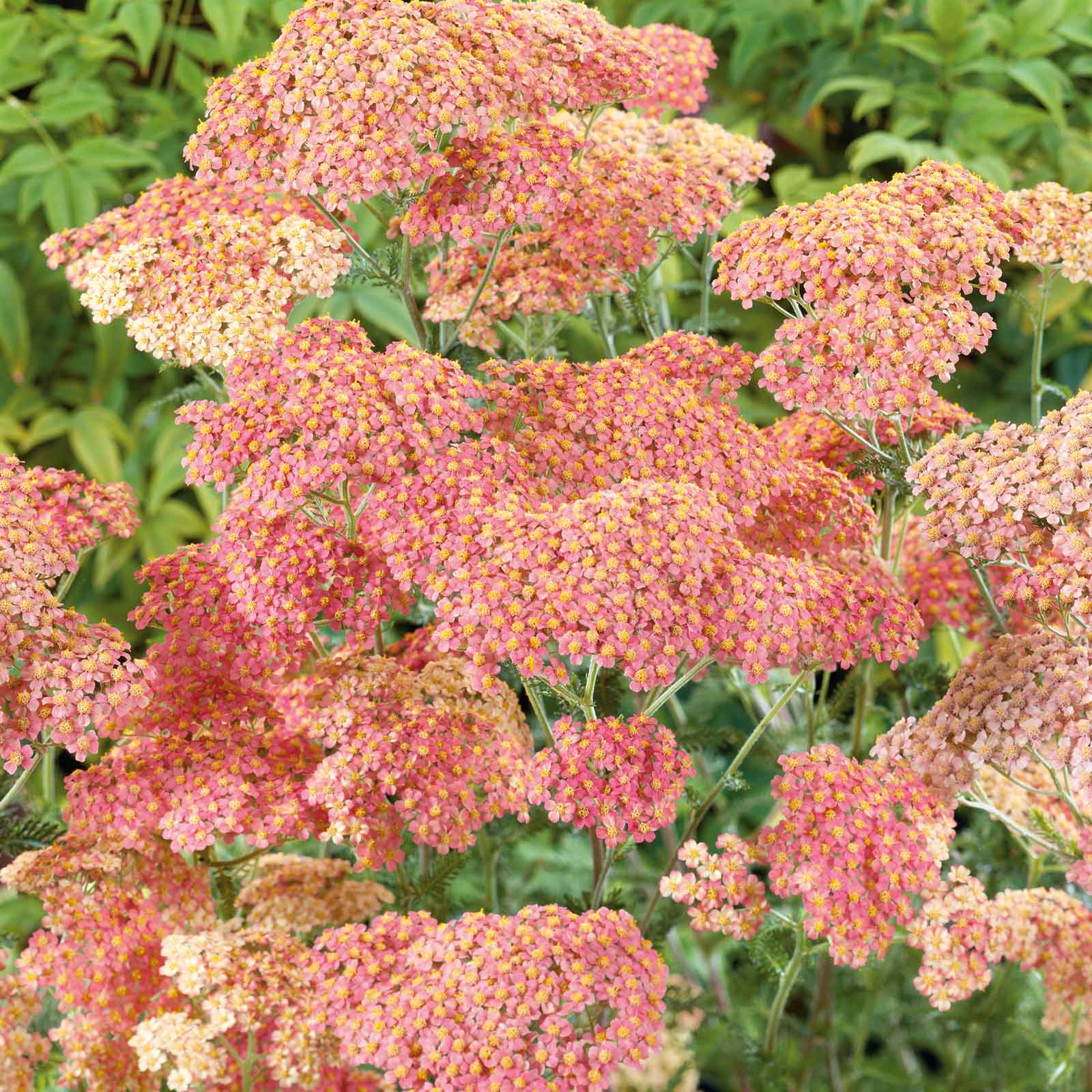 Eden Brothers Yarrow Roots - Salmon Beauty - Walmart.com