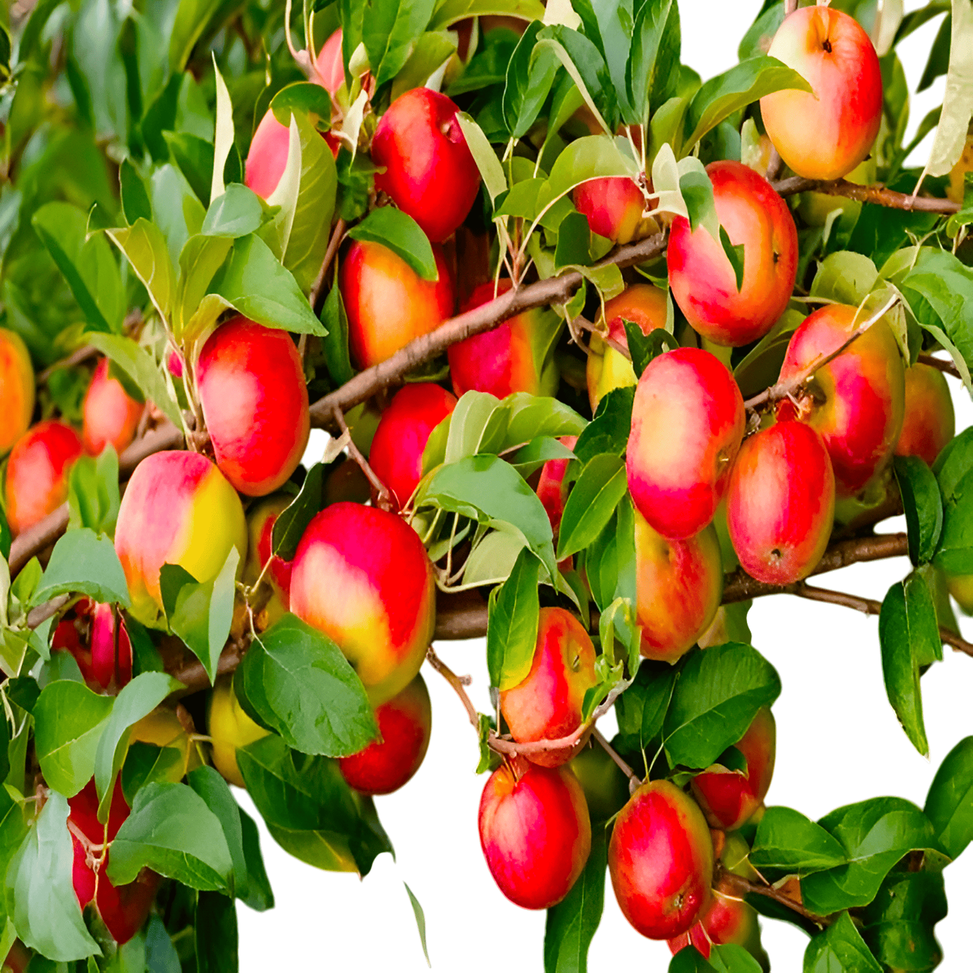 Yates Apple Tree Live Fruit Trees – 10 Gallon Potted Plants, Set of 2 ...