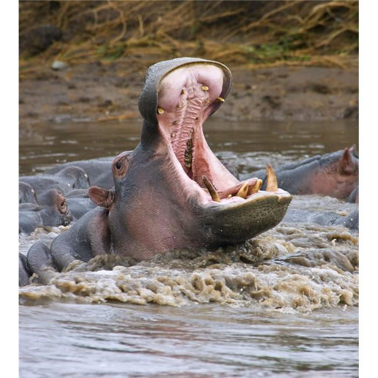 Yawning Hippopotamus Hippopotamus Amphibius At Serengeti National Park ...