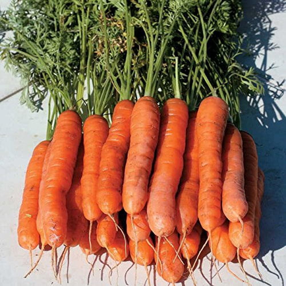 Yaya Carrot Seeds, Isla's Garden Seeds, 50 Seeds Per Packet, Non GMO ...