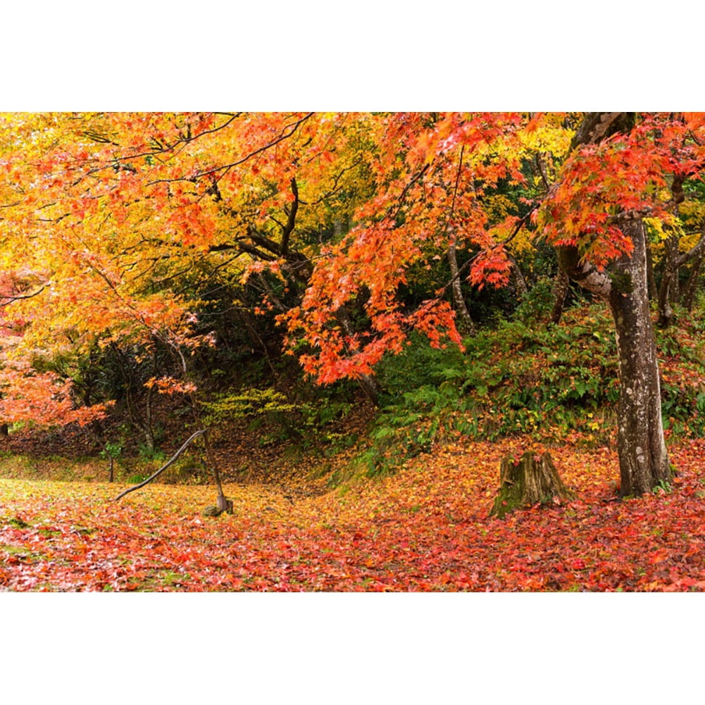 Yeele Background Photography Autumn Scenic Fallen Leaves Forest Maple ...