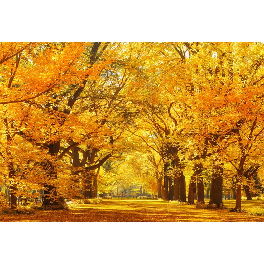 Yeele Background Photography Autumn Scenic Fallen Leaves Forest Maple ...