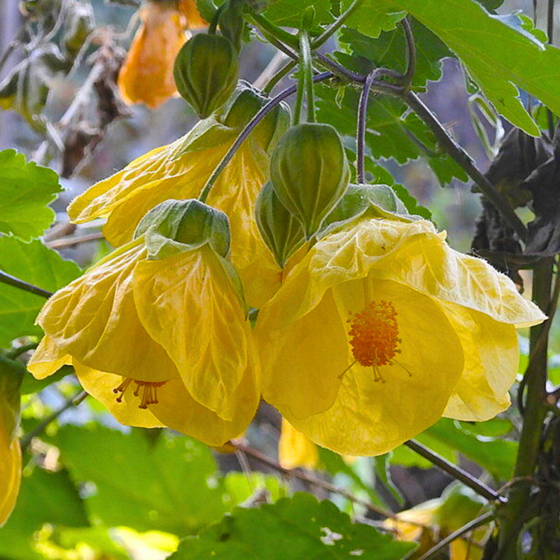 Yellow Abutilon Plant Live, Abutilon Lantern Bell Shaped Flowers Vine 4 ...