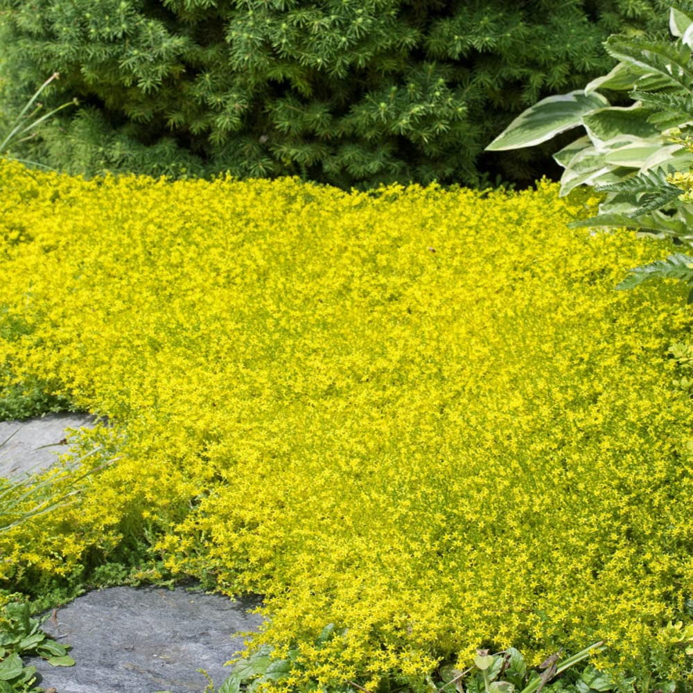 CZ Grain Yellow Acre Sedum 200 Groundcover Seeds - Walmart.com