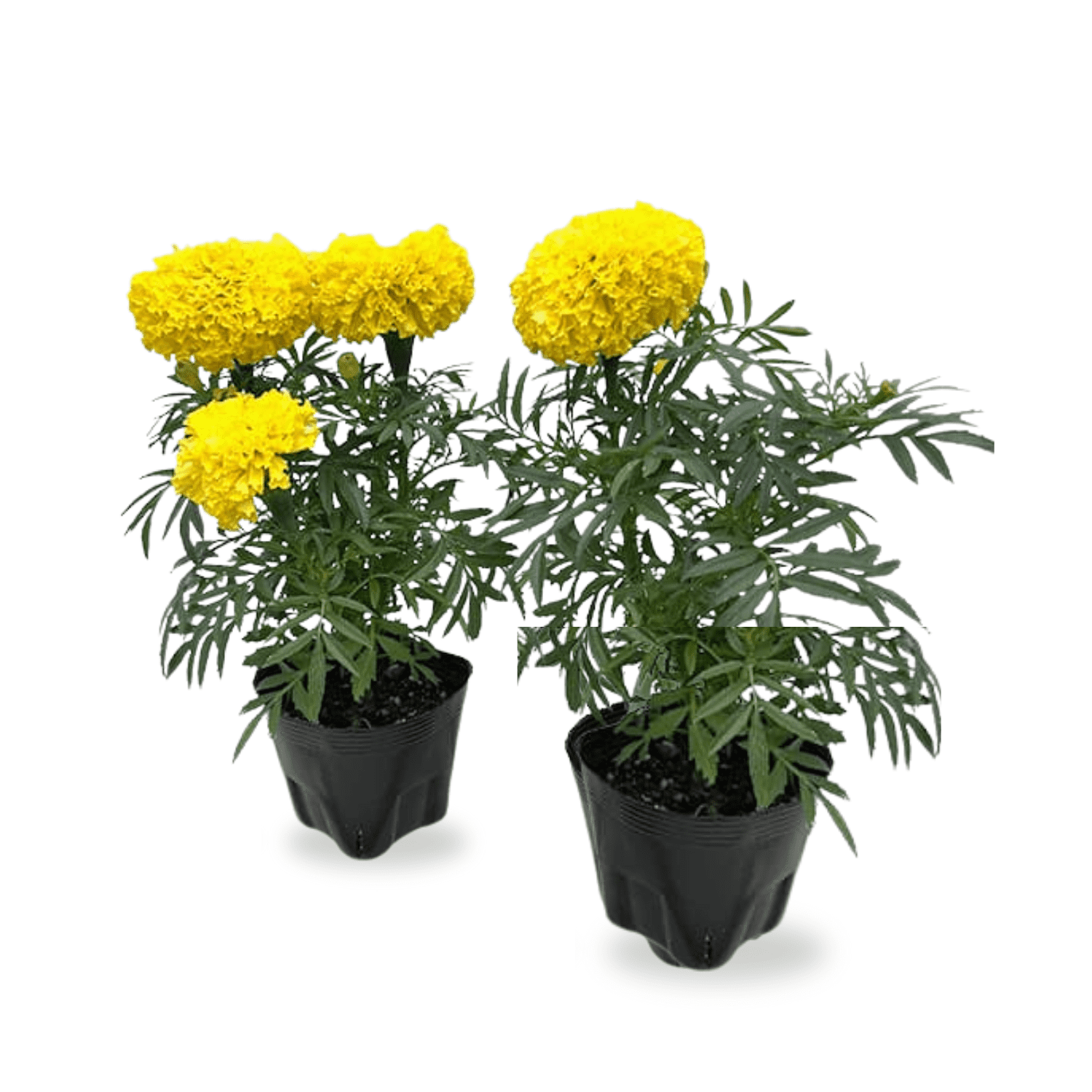 Yellow African Marigold 8-12 Inch Live Plant, Bright Marigold Flower ...