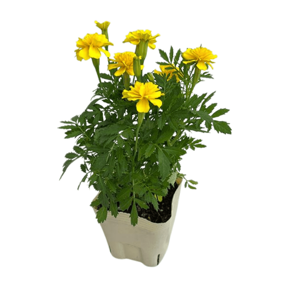 Yellow African Marigold Live Plant, 8 to 12 Inches Tall, Fragrant ...