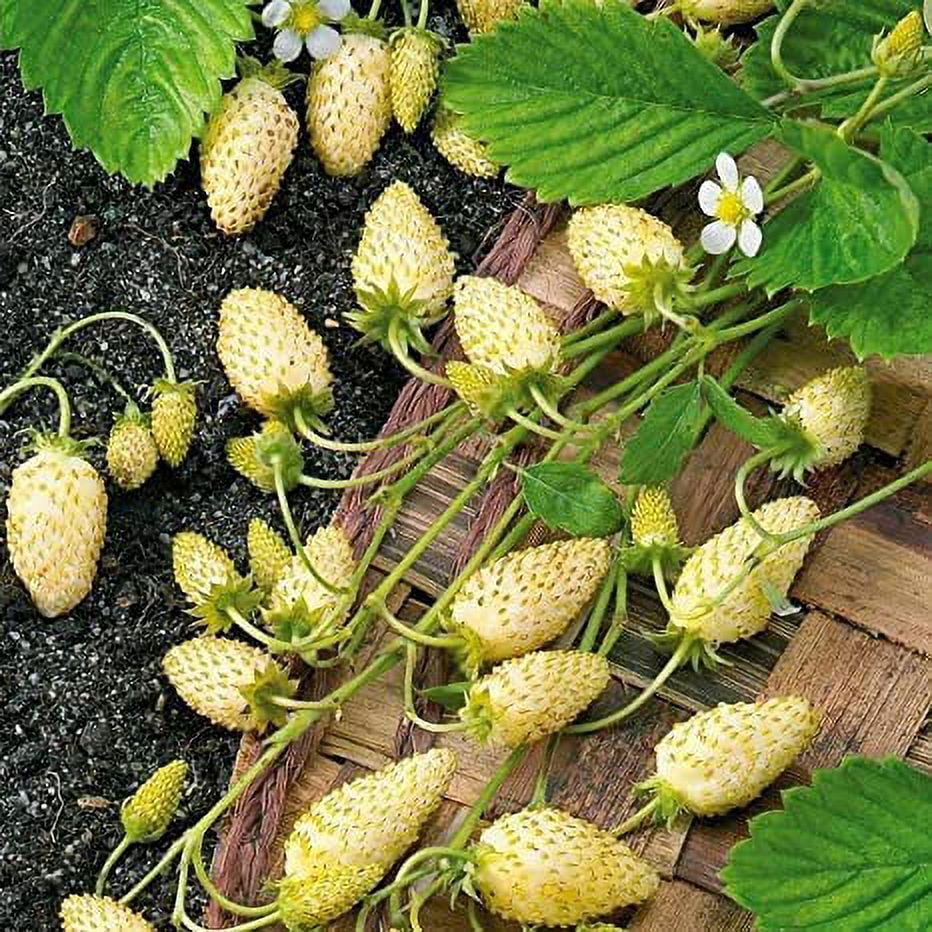 Yellow Alpine Strawberry Seeds for Planting (50 Seeds) - Non-GMO Fruit ...