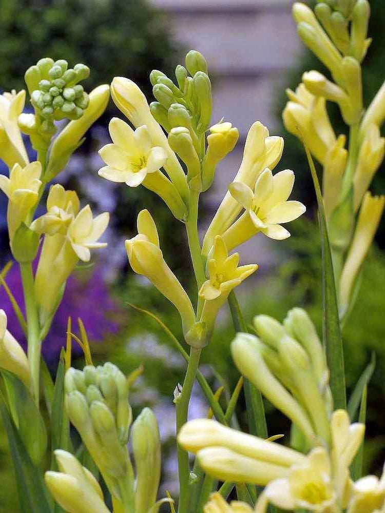 Yellow Baby Tuberose - FRAGRANT - Polianthus - 1 Bulb - Walmart.com