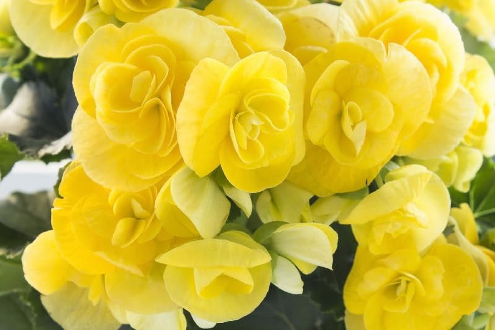 Yellow Begonia Flower Bulbs for Planting - Great for Pots, Containers ...