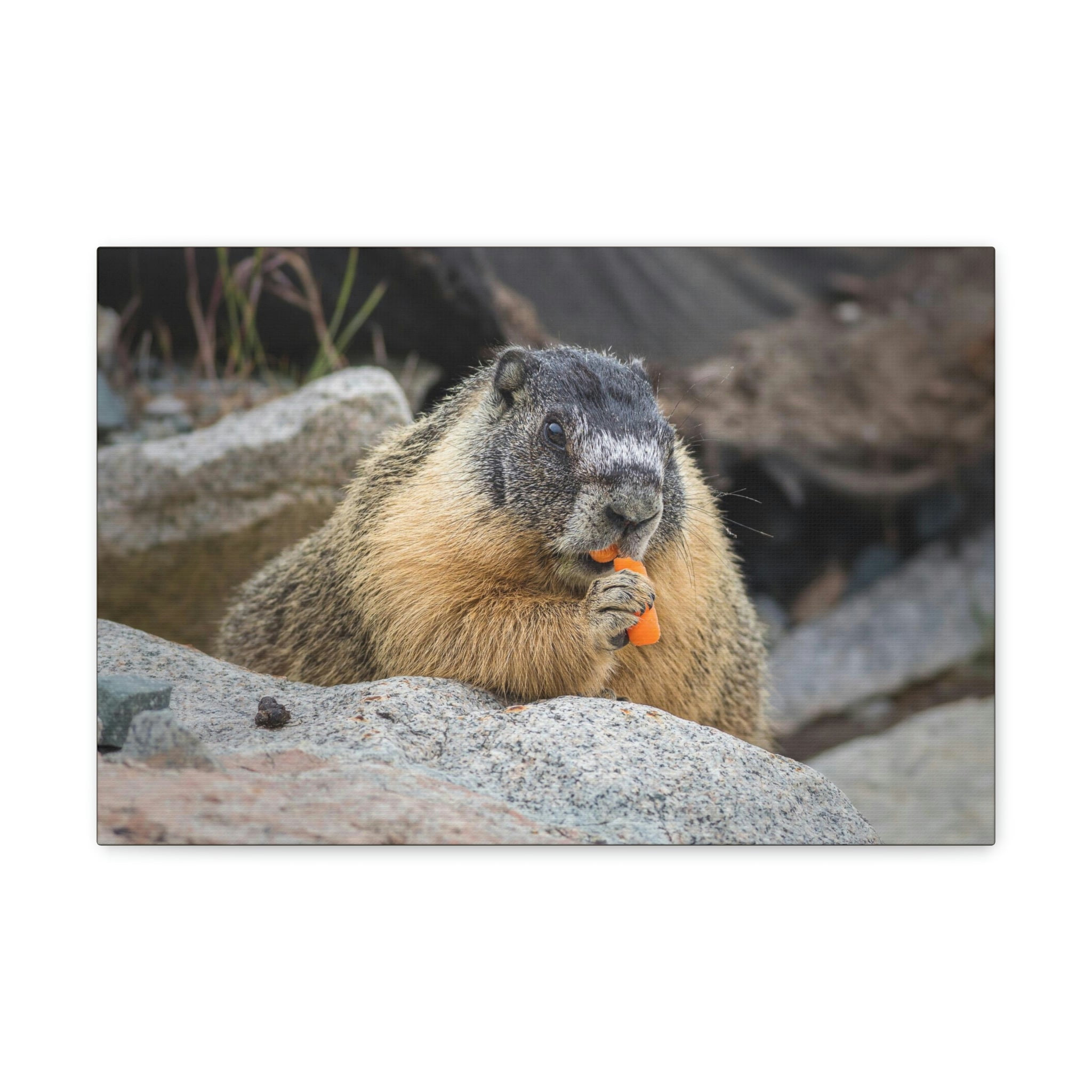 Yellow Bellied Marmot Enjoying a Carrot Print Animal Wall Art Wildlife Canvas Prints Wall Art ...