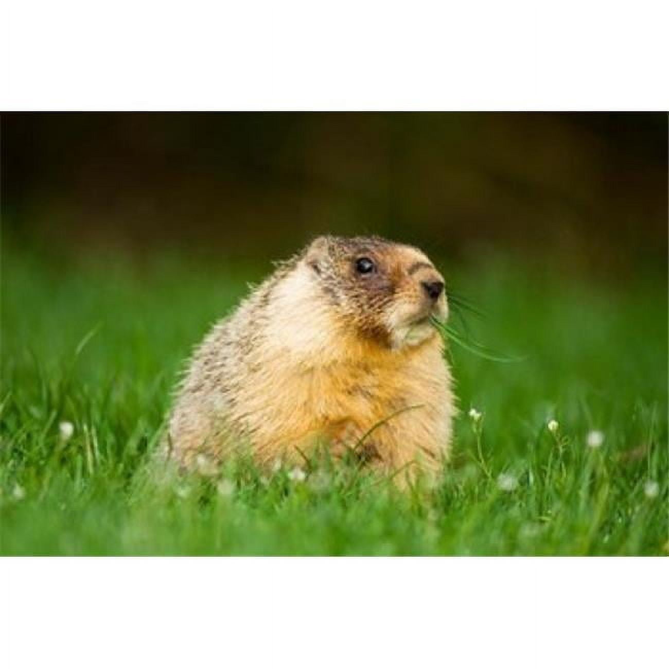 Yellow-Bellied Marmot Stanley Park British Columbia Poster Print by ...