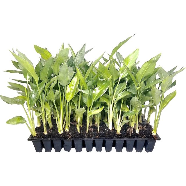 Yellow Bird of Paradise 10 Live Plants Mandela's Gold Strelitzia ...