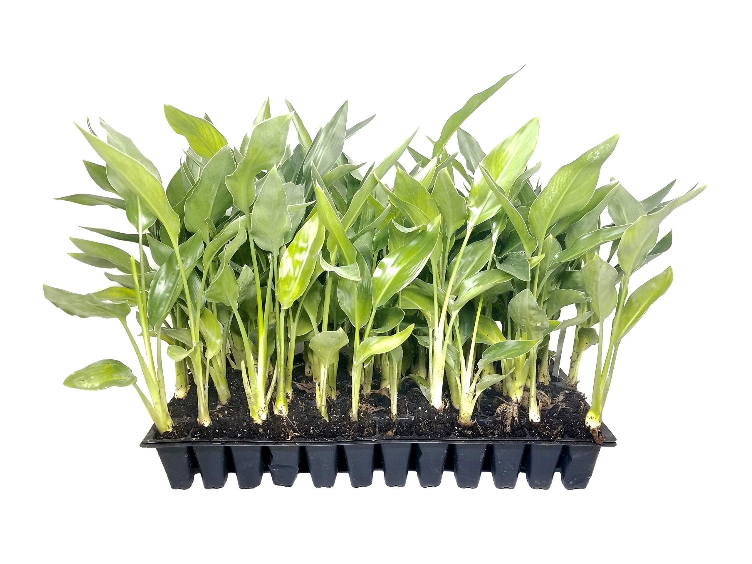 Mandela's Gold Strelitzia Reginae - Rare Yellow Bird of Paradise, 3 ...