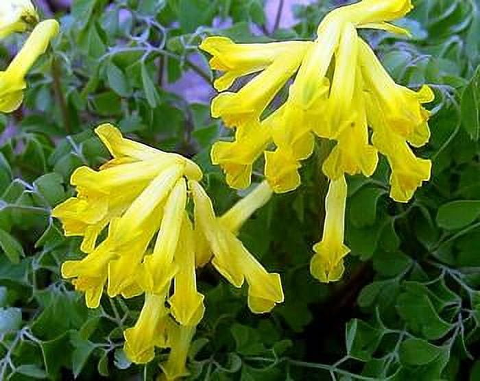 Yellow Bleeding Heart - Corydalis lutea - 20 Seeds - Walmart.com