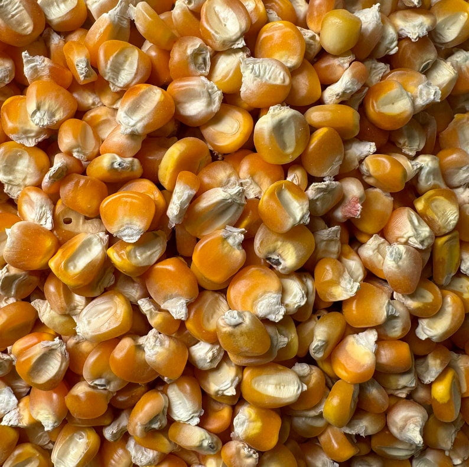 Yellow Bolita Flour Corn Masa Tortilla Maize 20 Seed Pack - Walmart.com