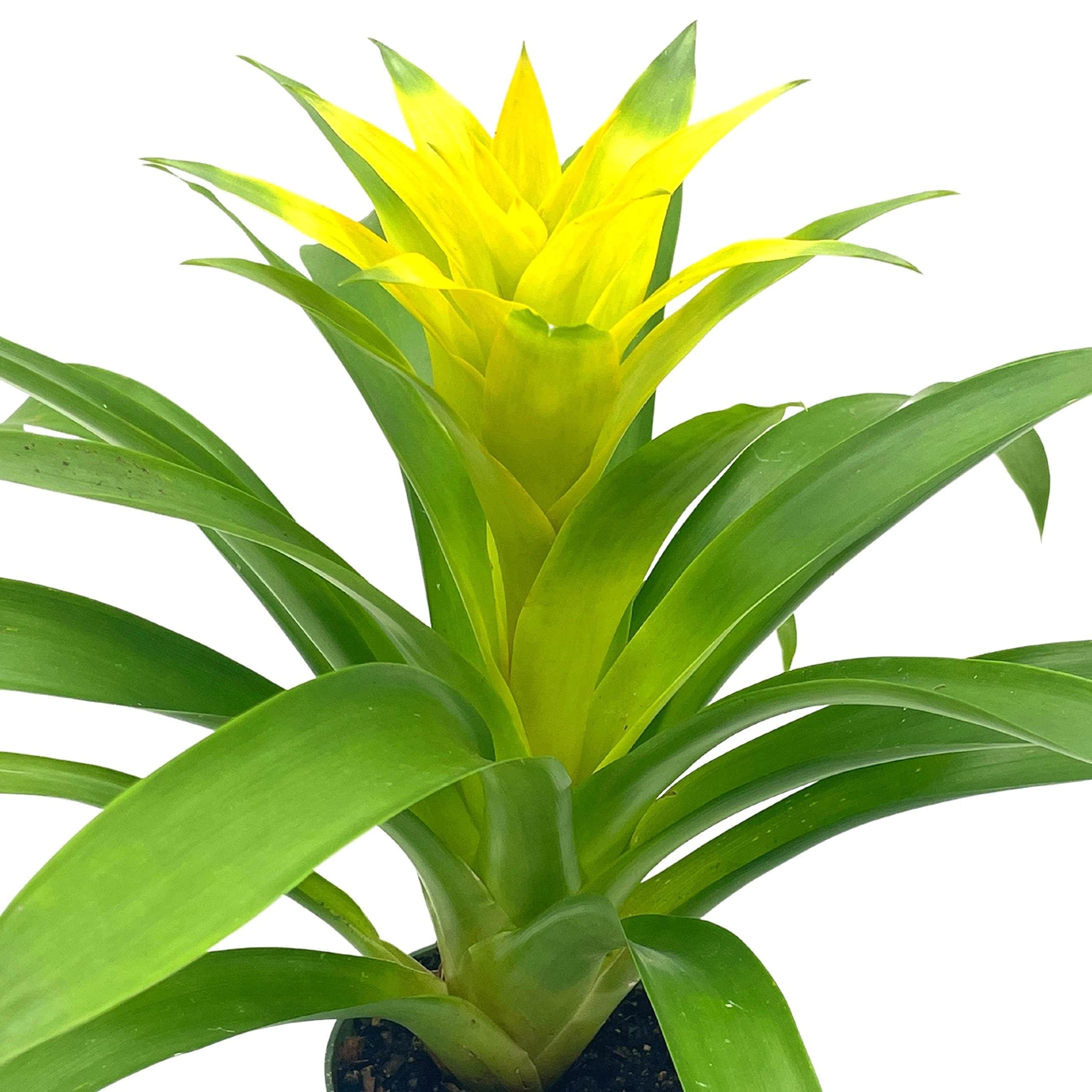 BubbleBlooms Yellow Bromeliad, Nidularium billbergioides, 4 inch Pot ...
