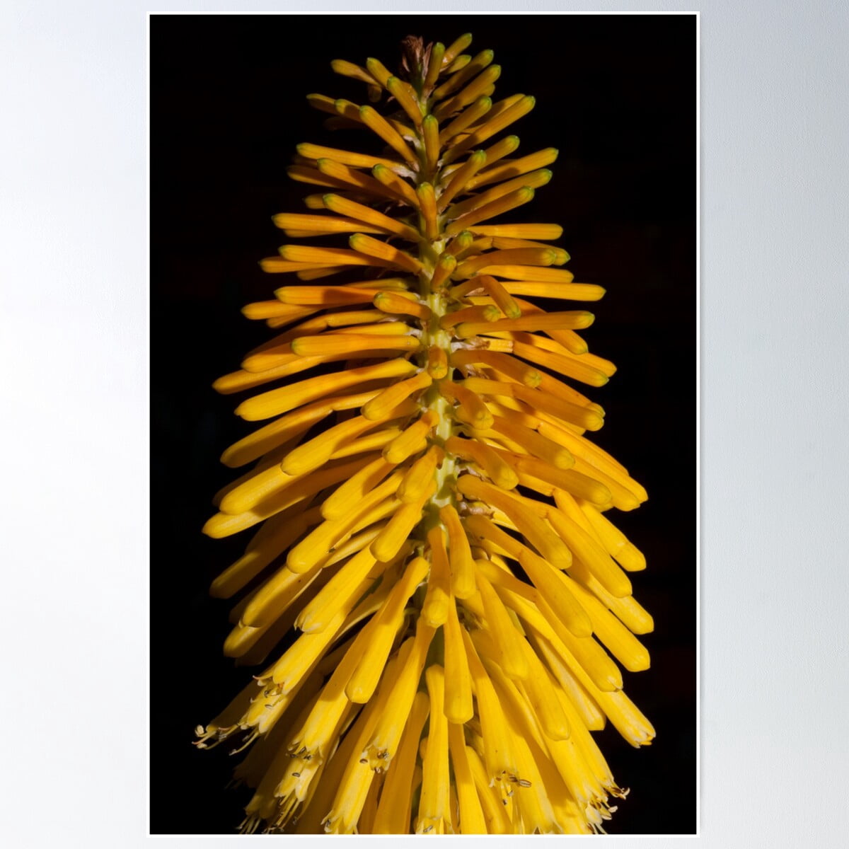 Yellow Brush Poster Wall Art, Modern Wall Decor For Living Room Bedroom ...