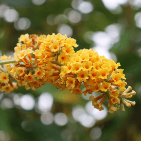 Butterfly Bush Shrubs