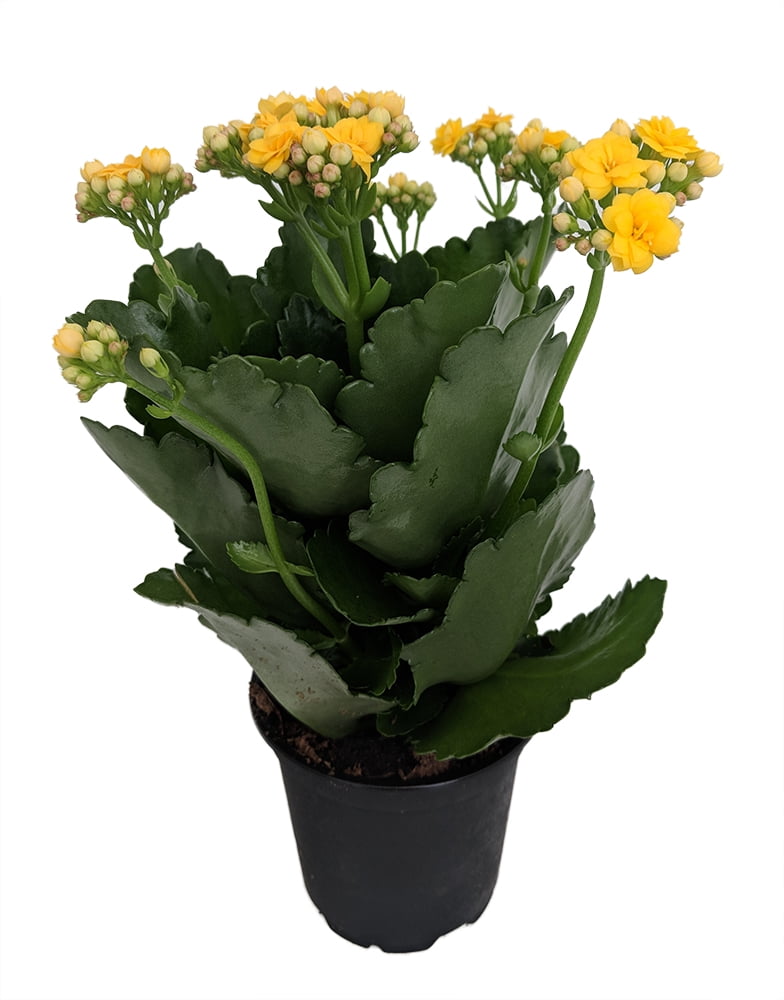 Yellow Calandiva - 4" Pot - In Bud and Bloom - Double Yellow Blooms ...