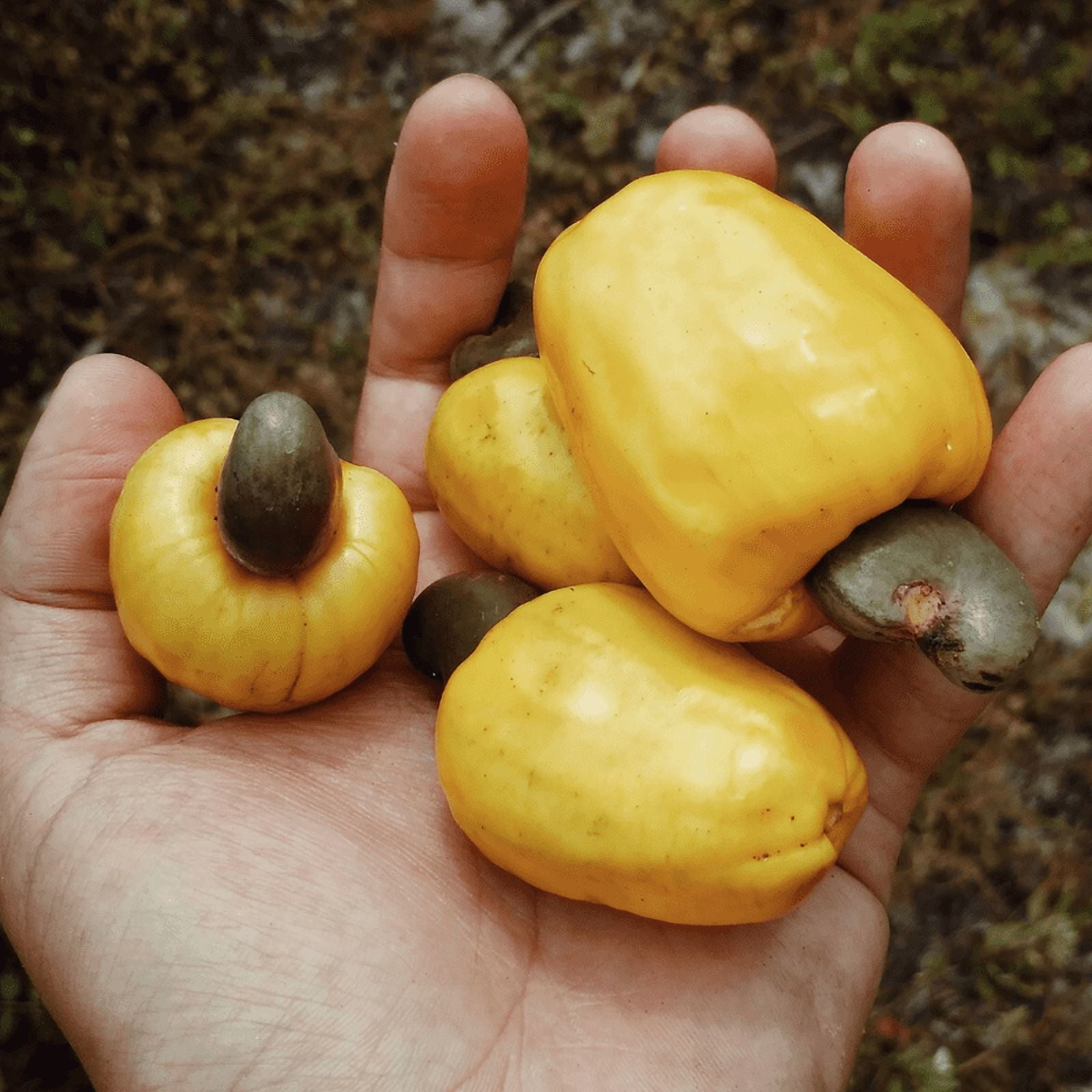 Yellow Cashew Tree 4-8 Inch, Rare Tropical Plant Tree for Growing ...
