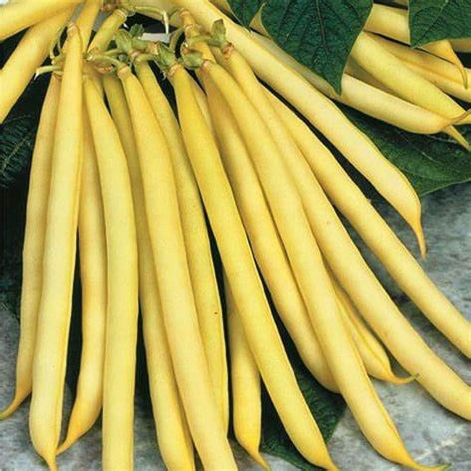 Yellow Cherokee Wax Bush Bean Seeds - 500 Count Seed Pack - Produces ...