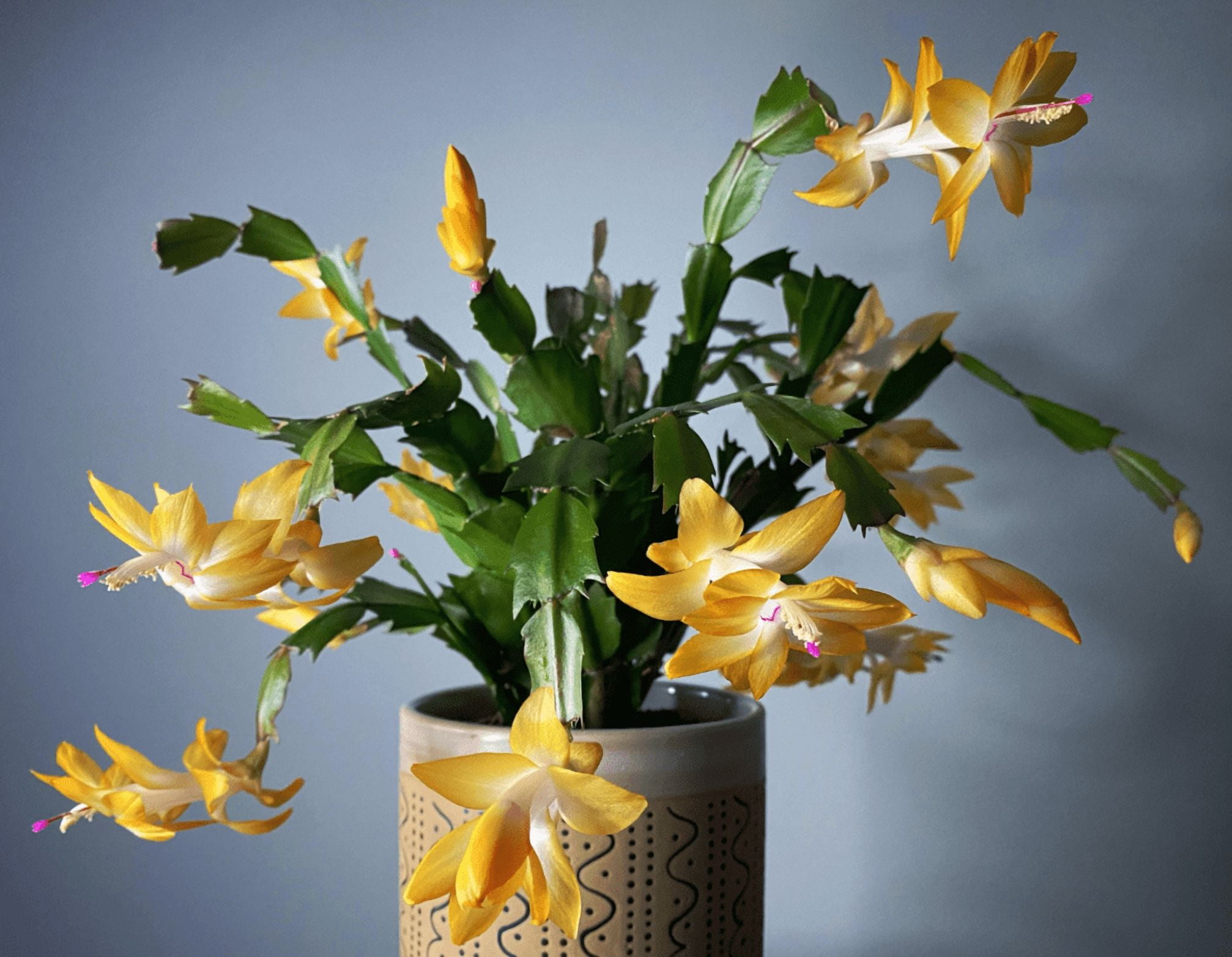 Yellow Christmas Cactus Live Plant for Planting, Holiday Cactus Flowers ...