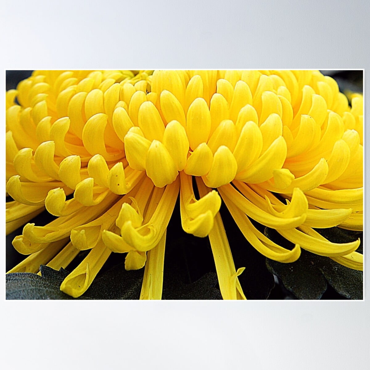 Yellow Chrysanthemums Convey Warmth, Affection, And A Sense Of Vitality ...