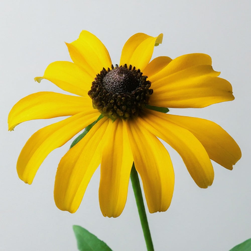 Yellow Coneflower Seeds - Ratibida pinnata, Non-GMO, 100 Seeds, Native ...